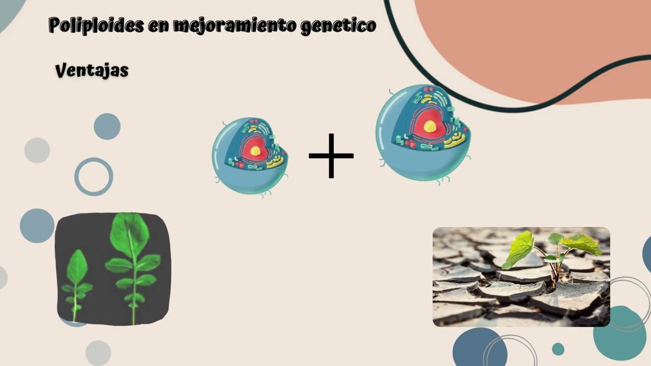 Poliploidía en Plantas y su Relación con en el Mejoramiento Genético ...