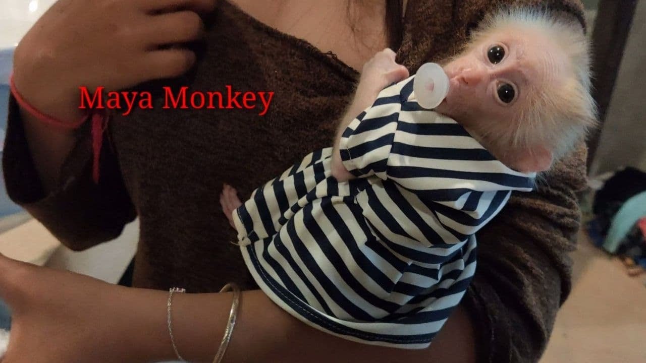 Cuet Baby Monkey Maya So lovey - YouTube