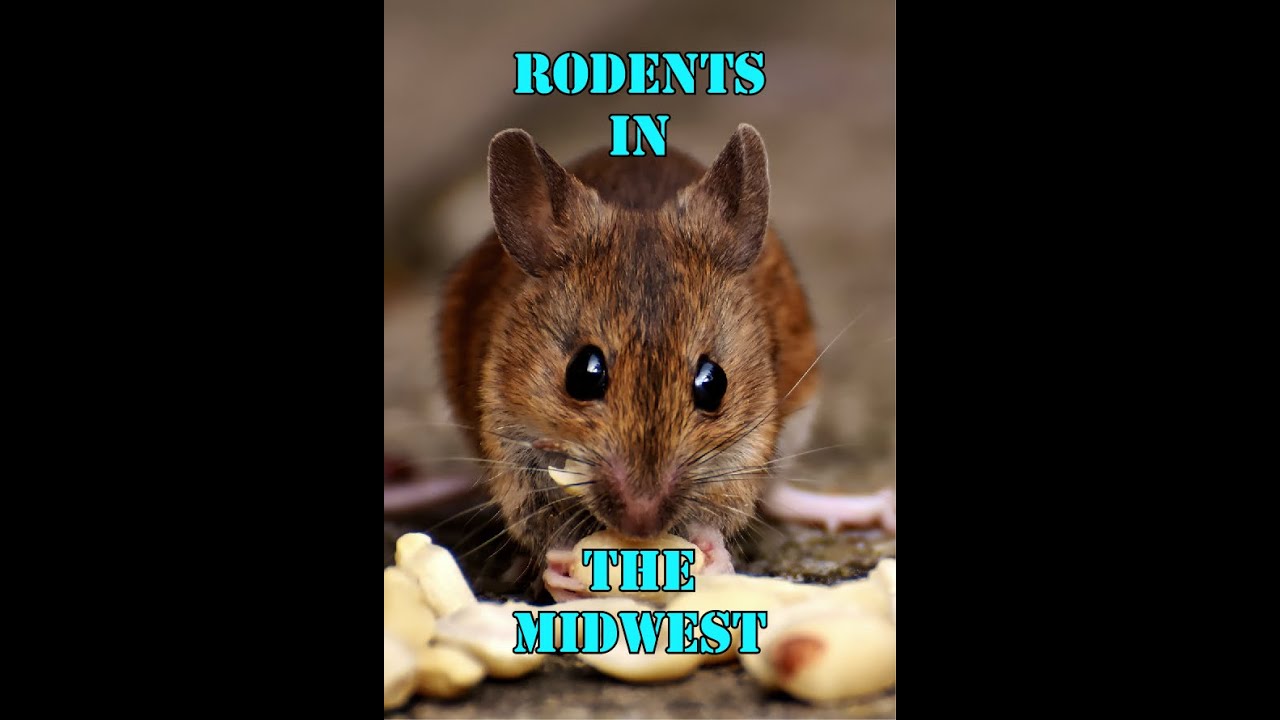 What type of rodents are in the Midwest? Are rodents bad? How to get ...