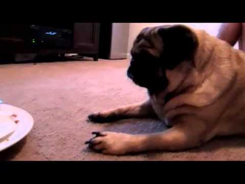 Boogie Pug Crying Over Food - YouTube