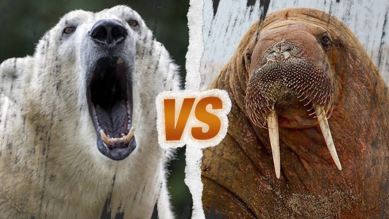 OURS POLAIRE vs MORSE - Qui est le roi de l'Arctique ? - YouTube