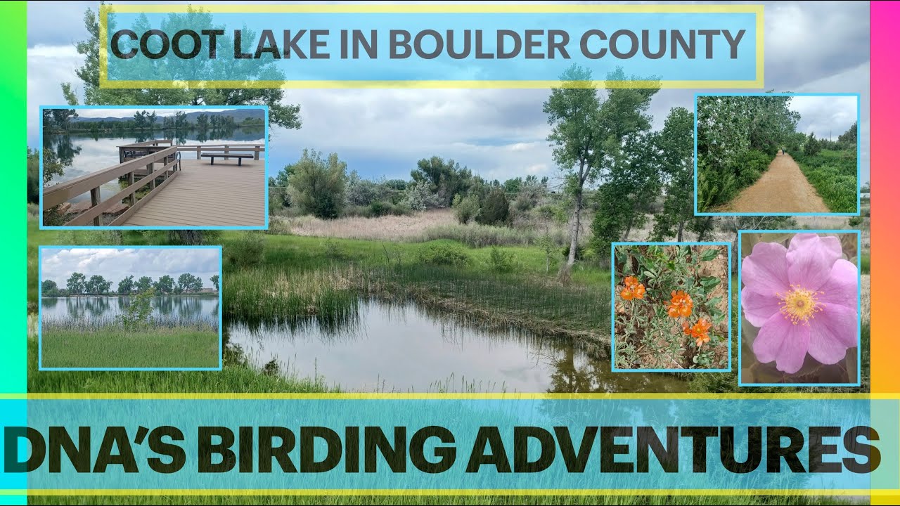 Coot Lake, Boulder, CO Part 2 Impressive marsh habitat w/ 12 bird ...