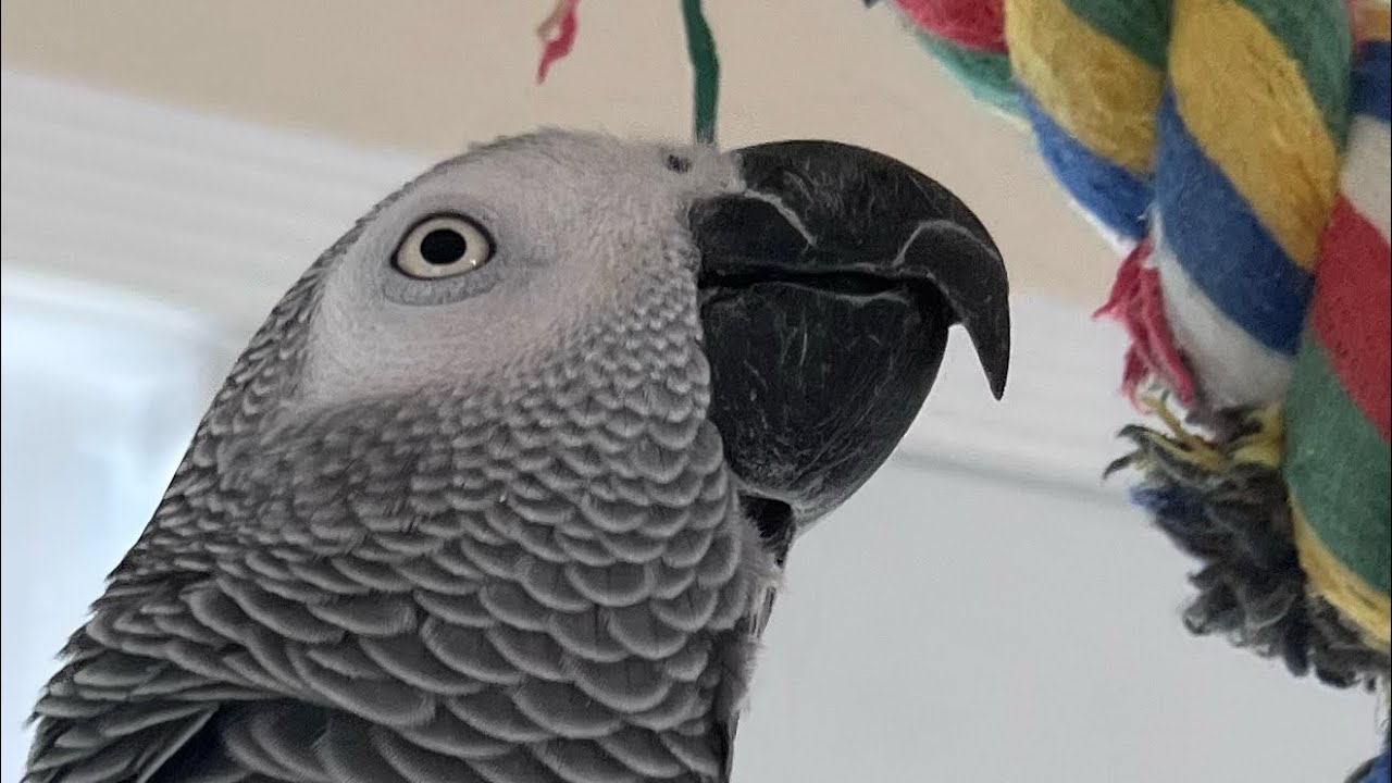 A few minutes with Symon the African Grey Talking Parrot🦜Please ...
