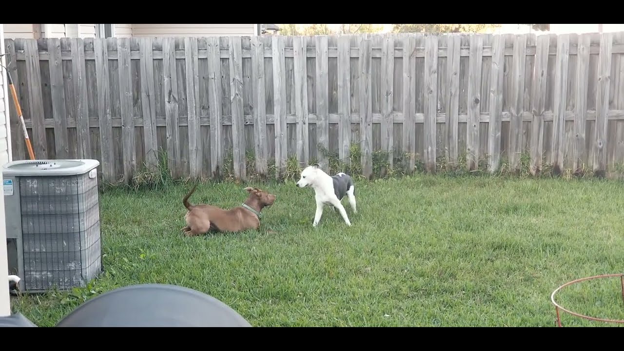 #pns #puppy #doglover #doglife #funny dog videos #cuteanimals #puppies ...