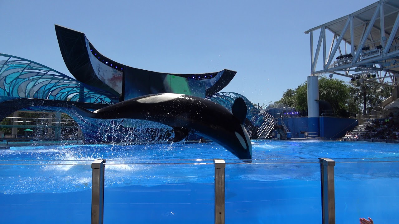 Shamu Show Florida 2019 Part 2 - YouTube