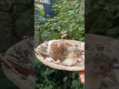 Day to Day Shirazi Pigeon Baby Growth 1 to 30 Days Progress #shorts