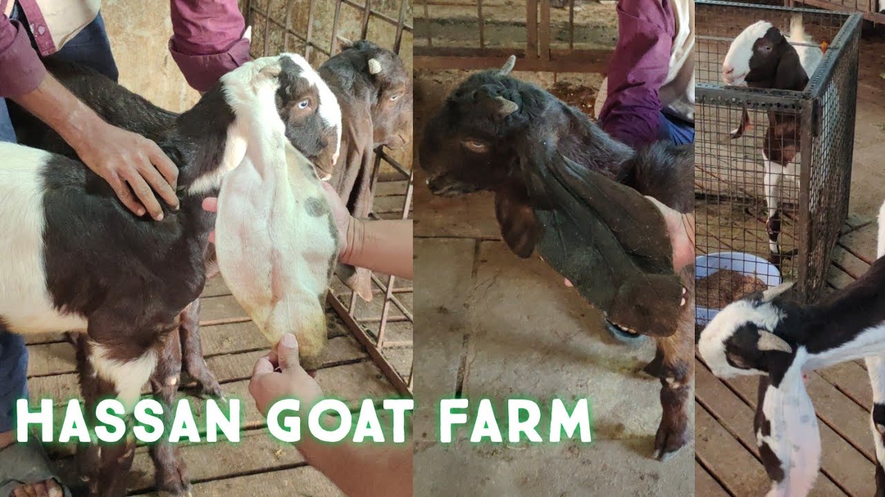 9885188460 | Hassan goat farm hyderabad near charminar murgi chowk ...