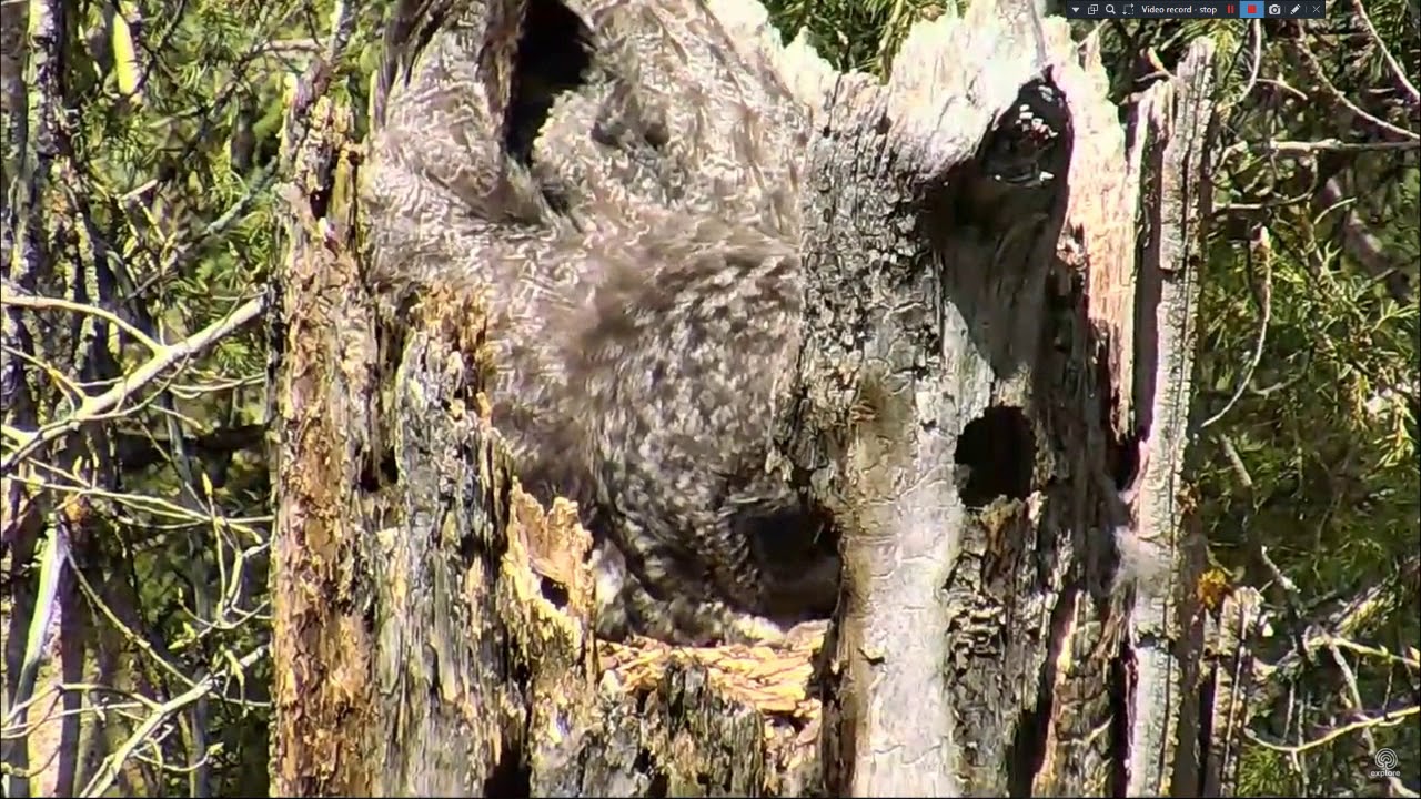 Great Gray Owls Mission Valley MT Owlet #1 May 2 - YouTube