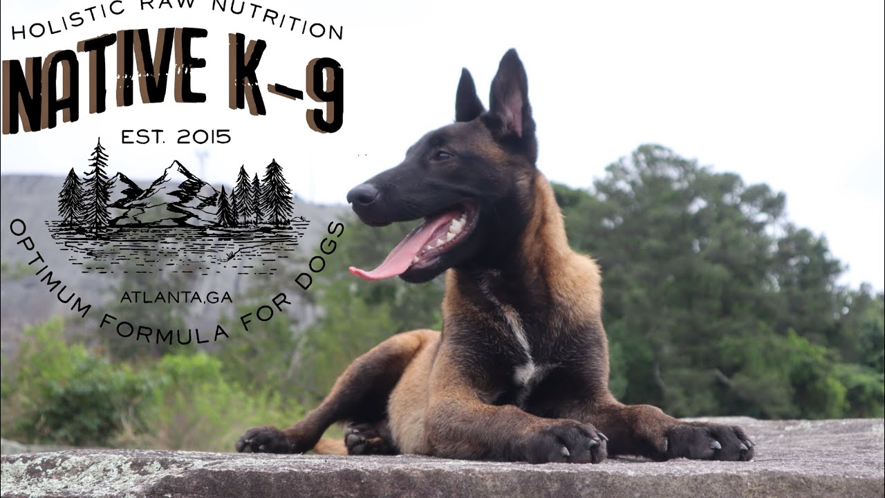7 Month Old Belgian Malinois Puppy | Advance Obedience Training - YouTube