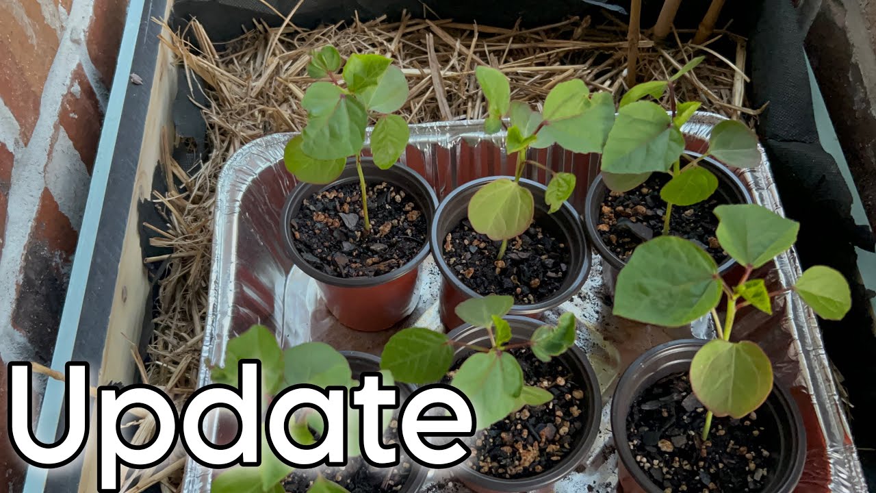 Update on Hibiscus Seedlings🌺 #gardening #flowers #food - YouTube