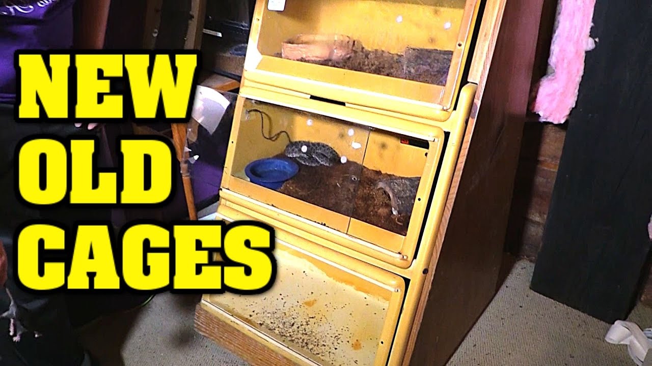 Rocking a CLASSIC REPTILE ENCLOSURE! The almost ANTIQUE NEODESHA CAGES ...