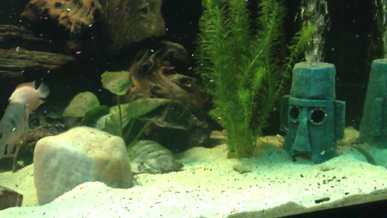 Identify my fish pls - YouTube