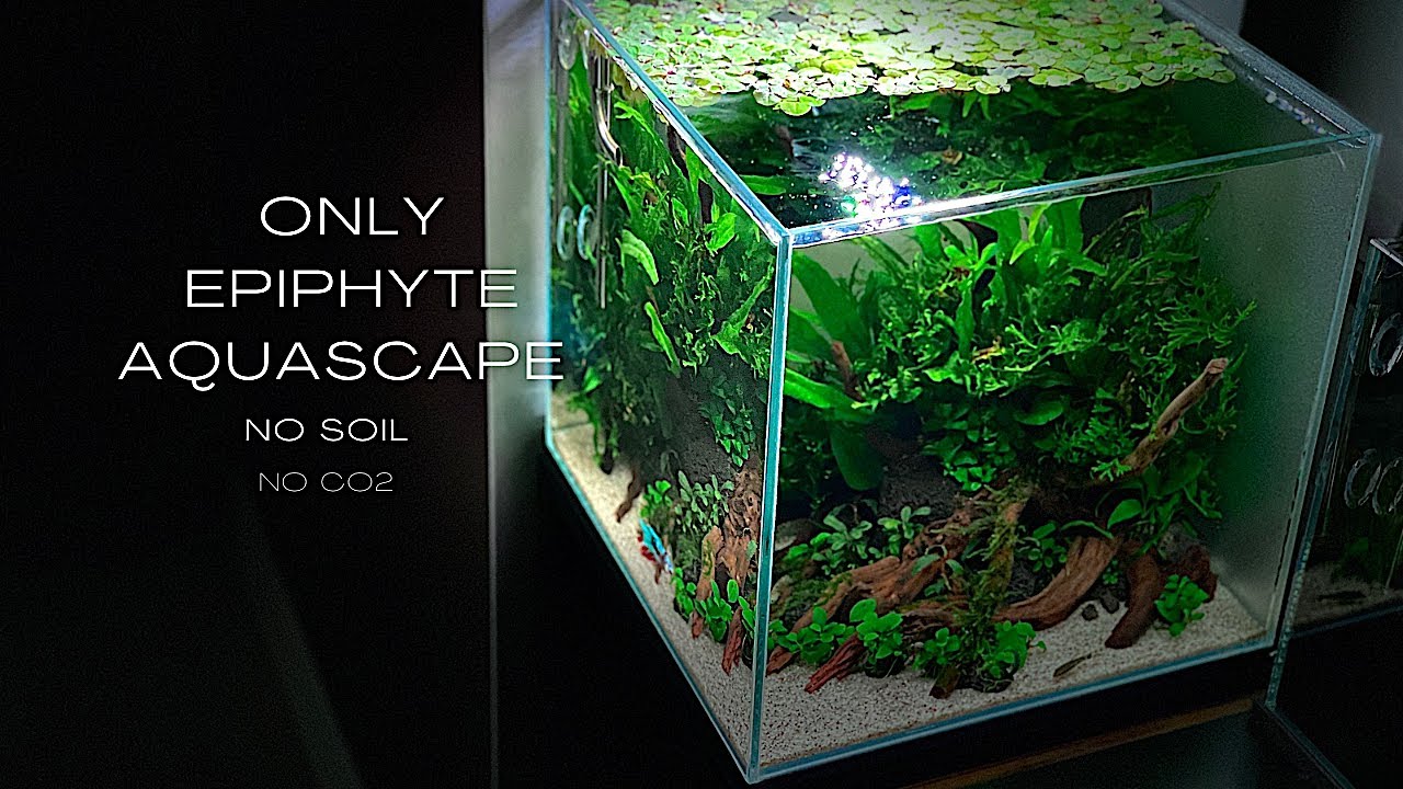 How to Make A Aquascape Without Soil And Without co2 | Step By Step ...