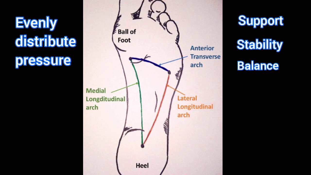 Biomechanics: Movement Patterns Of The Lower Extremity (The Foot) - YouTube