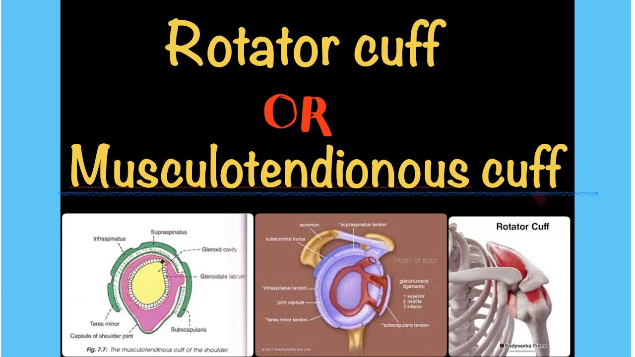 Rotator Cuff Anatomy | Musculotendinous Cuff of Shoulder Joint Anatomy ...