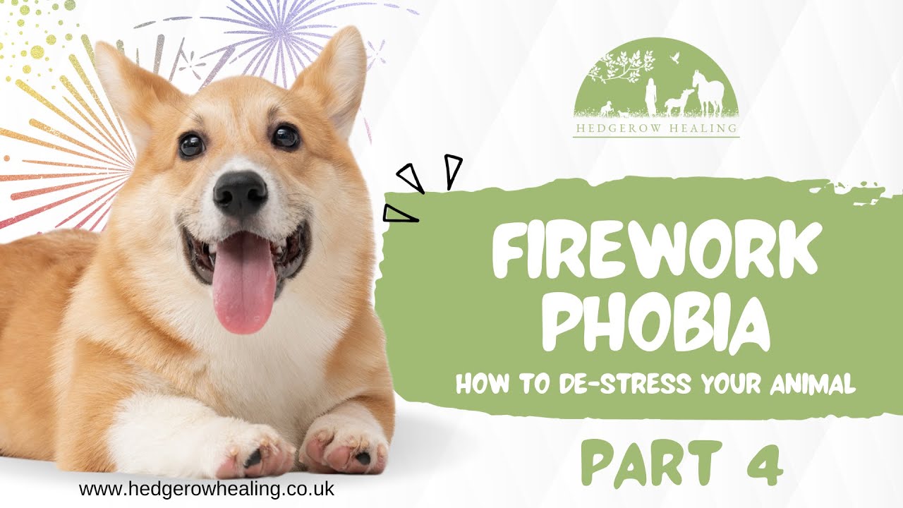 Firework Phobia: How to de-stress your animal part 4 - YouTube