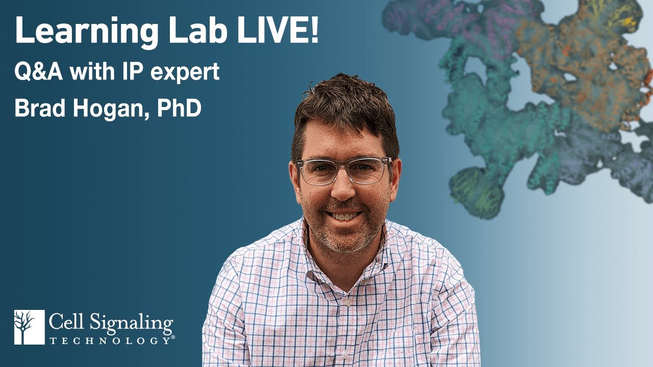 Validating Protein Interactions with co-IP Using Endogenous and Tagged ...