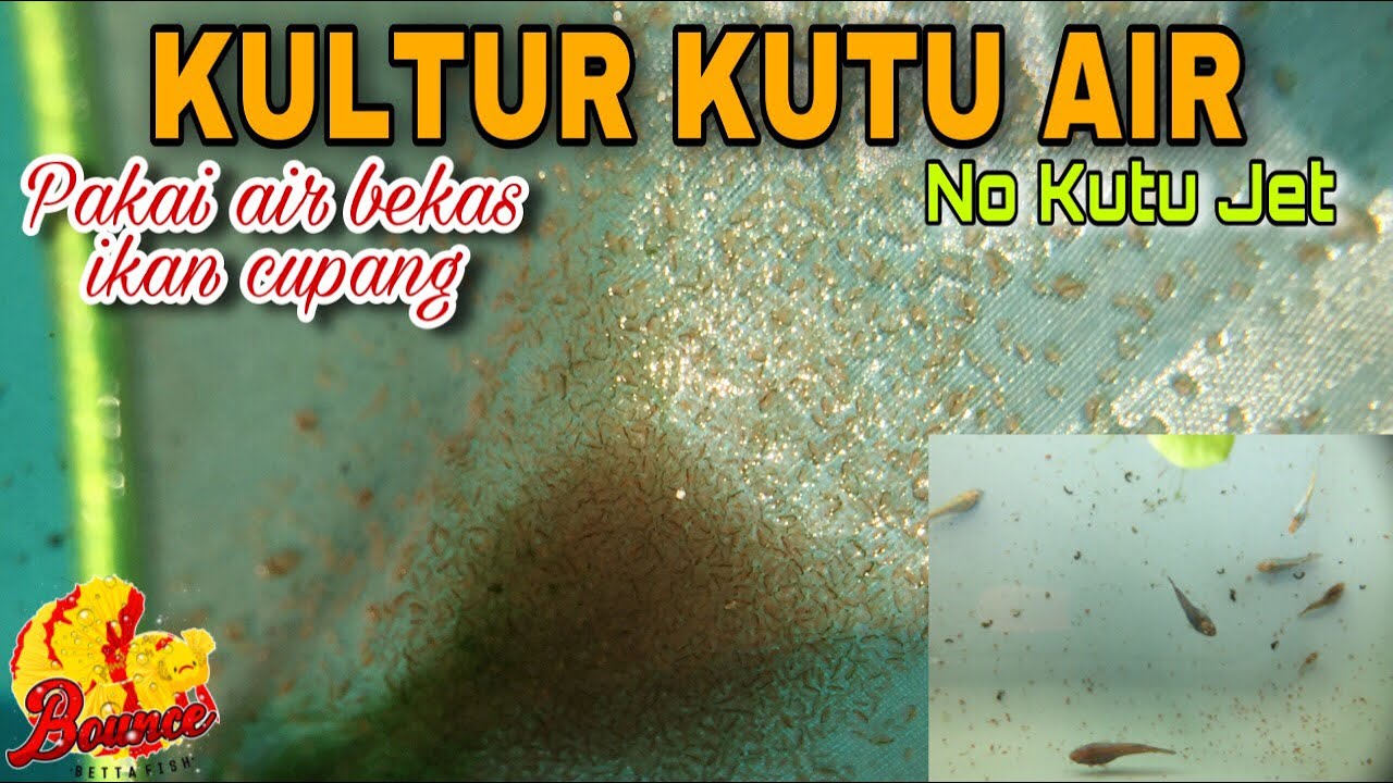 Kultur Kutu Air Pakai Air Bekas Ikan Cupang dijamin tanpa kutu jet ...