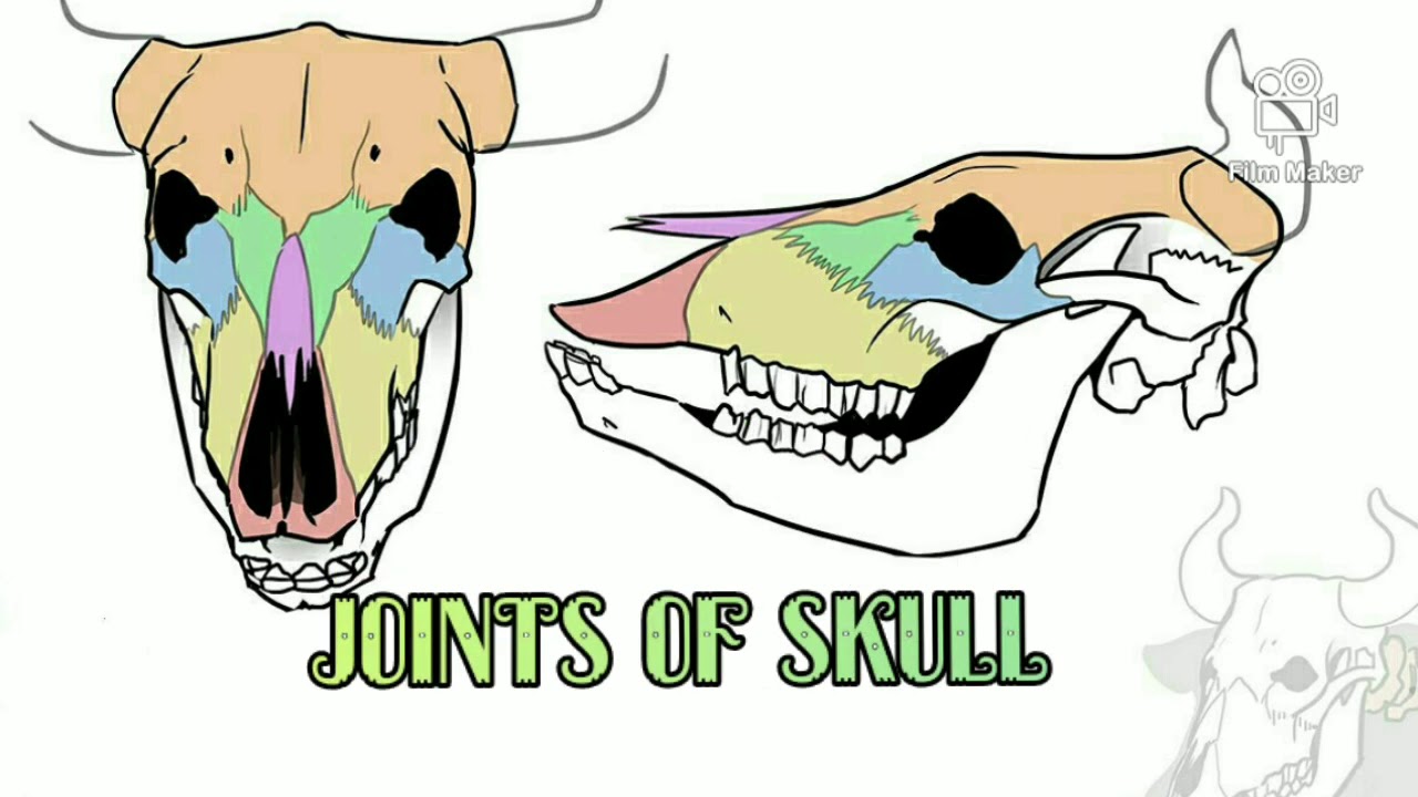 JOINTS OF SKULL OF BOVINE || SYNDESMOLOGY || VET TOUR - YouTube