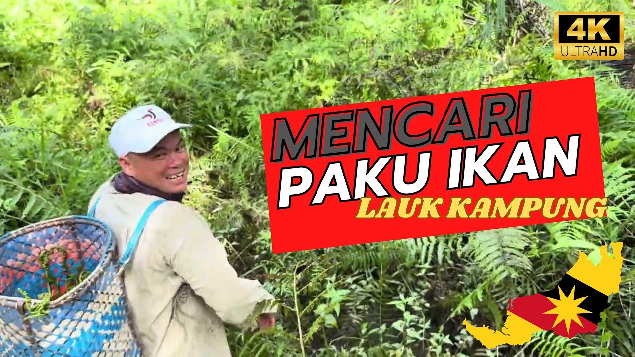 Mencari Paku Ikan di dalam Hutan🥬🌱 - YouTube