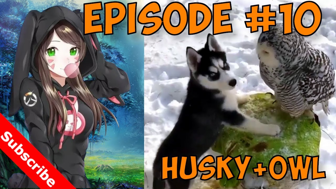 Cutest Beasts #10 - Funny animals compilation 2020 - YouTube