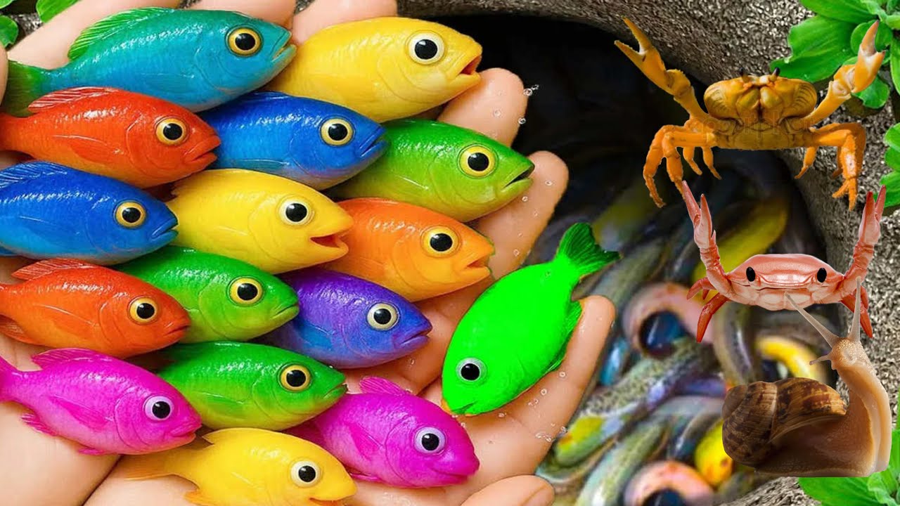 WOO Happy for catching colorful fish in small eegs,Africa Snails under ...