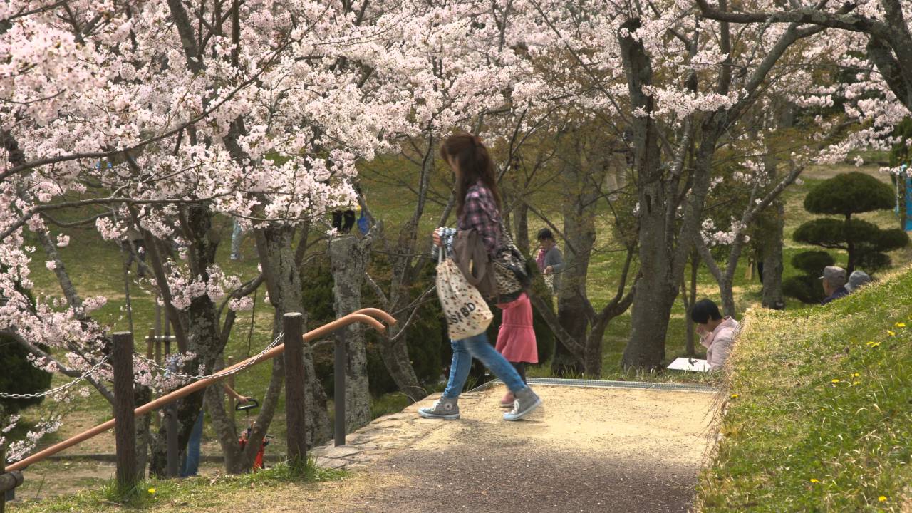 Sakura Blossom in 4K - Settsu-Kyo, Takatsuki City, Japan - YouTube