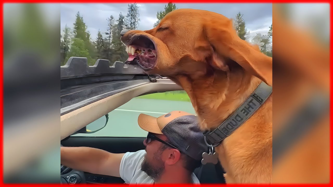 Top Funniest Animal Bloopers of All Time - YouTube