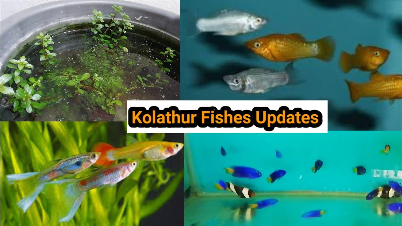Kolathur Fishes Updates|Kolathur Fish Market|Aquarium Fish valarpu ...