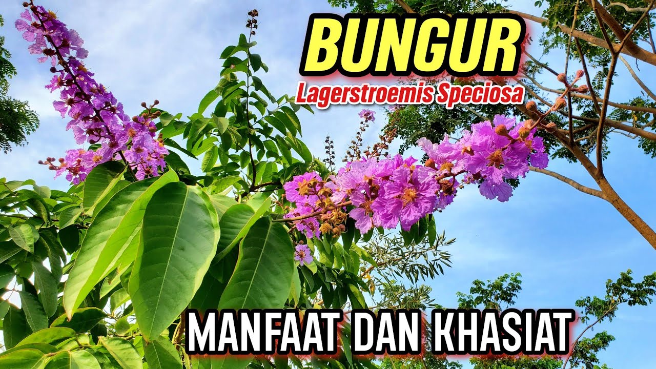 MANFAAT TANAMAN BUNGUR | Lagerstroemis speciosa #BUNGUR #Lagerstroemia ...