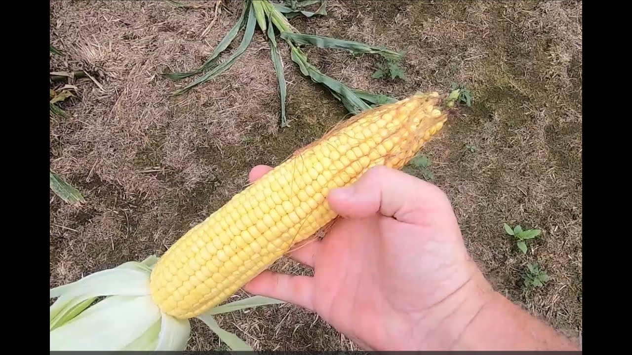 Corn Update for August - YouTube