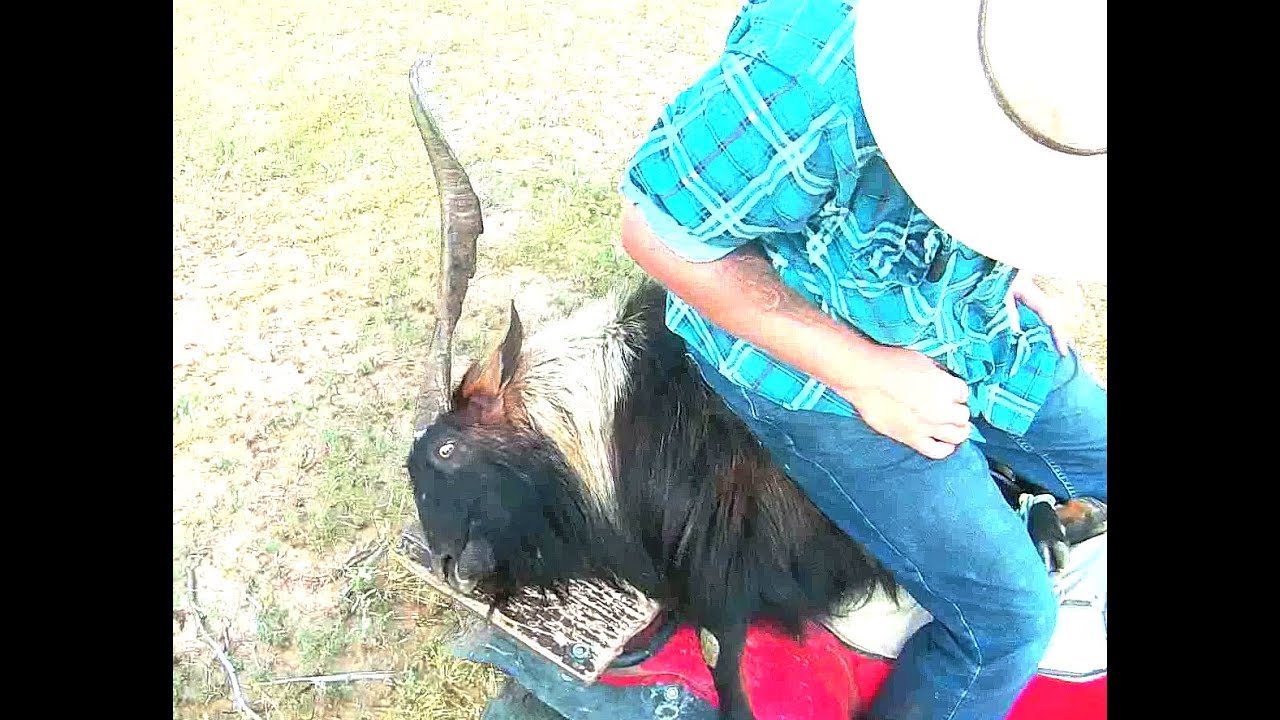 Goat Mustering 186 in 3 hours - YouTube