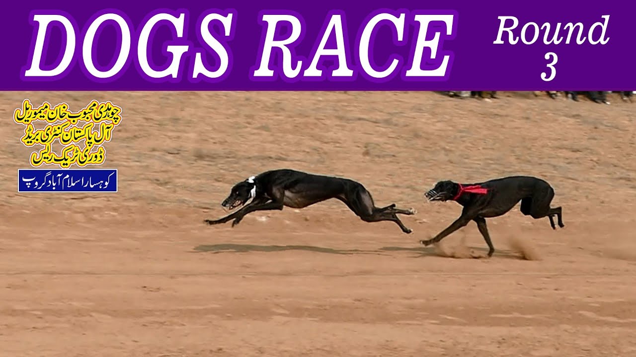 Dog Race | Dori Track Race | Round 3 | Kallar Syedan Rawalpindi | 27-01 ...