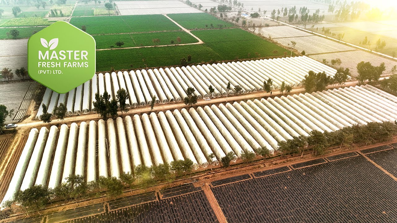 Behind Every Harvest: The Passion of Master Fresh Farms 🌾 - YouTube