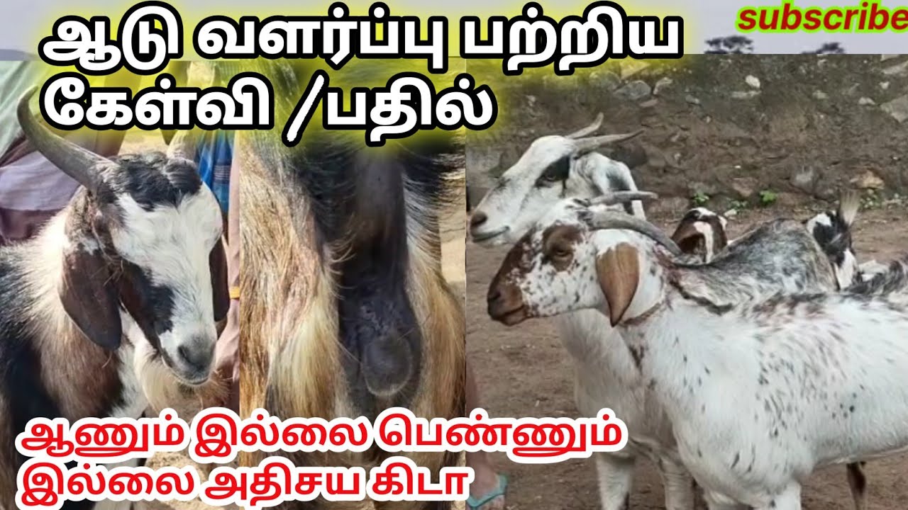 Goatforming | amazing goat|goat selection doubts | questions & answer ...