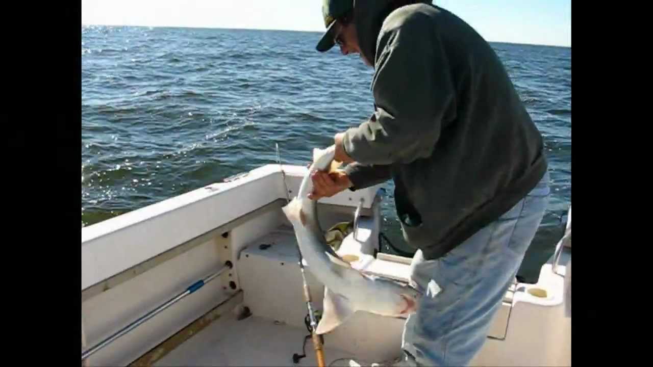 Sandy Hook NJ Striper-Bluefish-Shark 4-30-2012 - YouTube