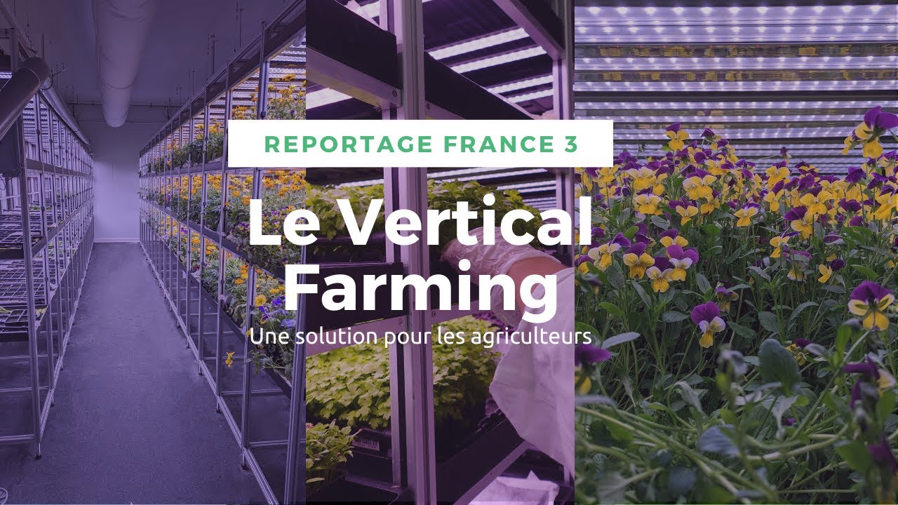 Le Vertical Farming : Une solution pour les agriculteurs (reportage ...