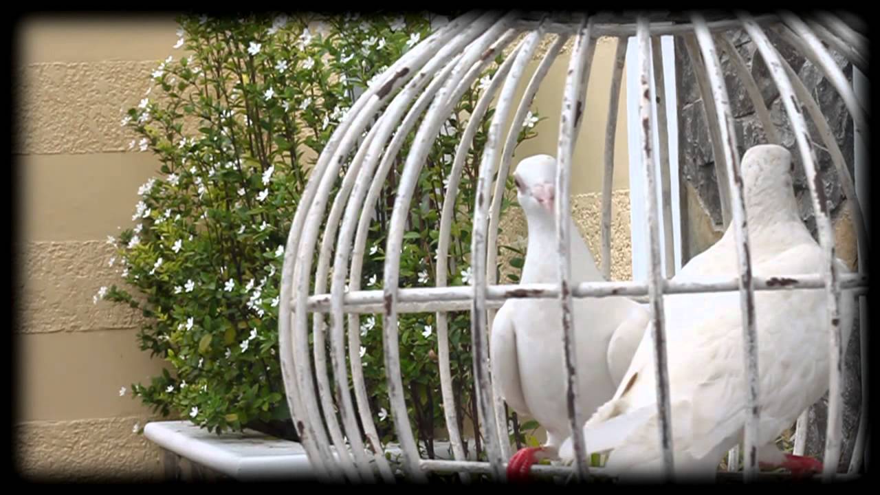 Alex and Rizza SDE - YouTube