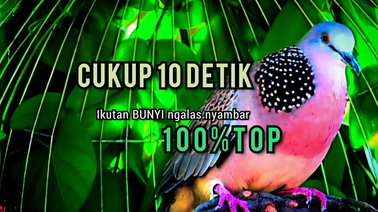PANGGILAN derkuku Jawa suara TAJAM,obat derkuku setres paling TOP cocok ...