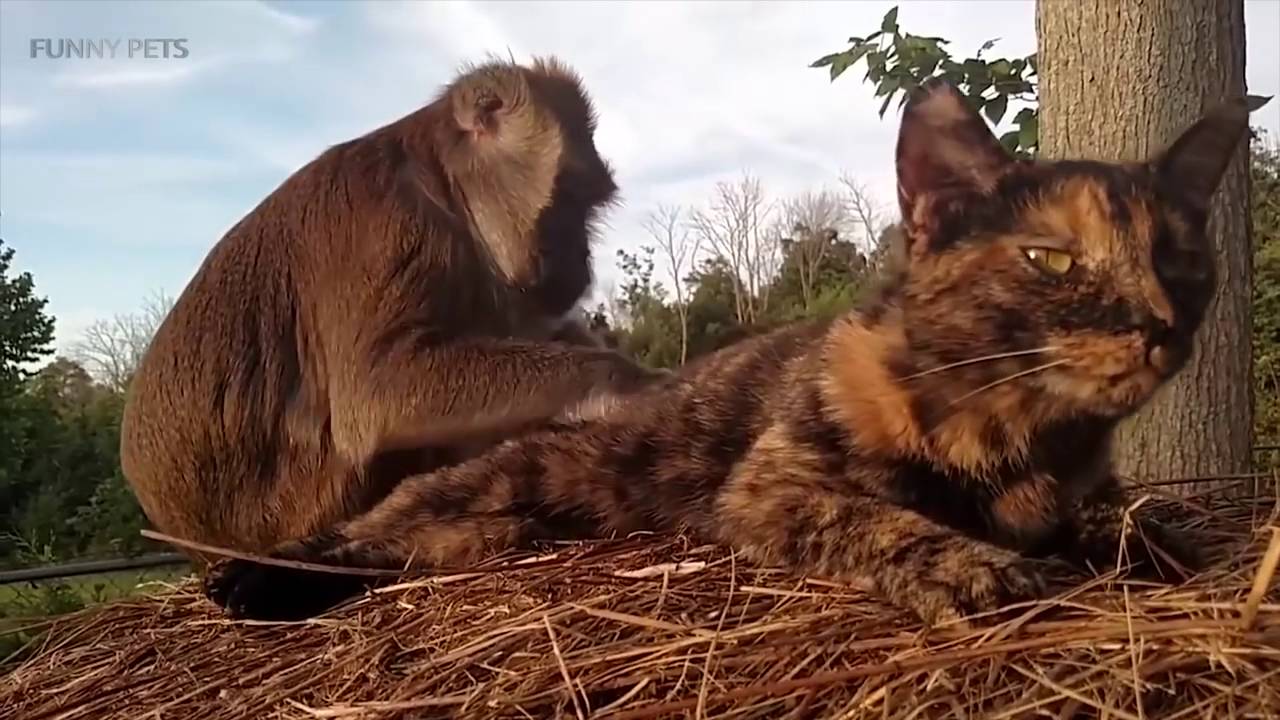 MONKEYS VS CATS HD Funny Pets - YouTube