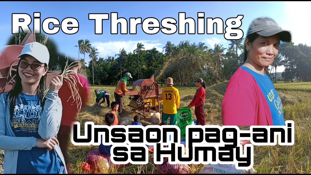 Unsaon Pag-ani sa Humay | Rice Threshing | Jesanne Sanchez - YouTube