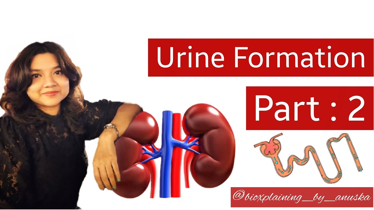 Urine Formation (Part 2) | Ultrafiltration | Selective Reabsorption ...
