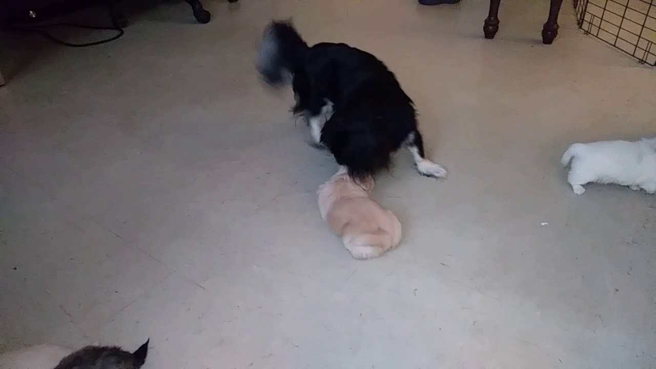 Pekingese mom plays with her pup - YouTube