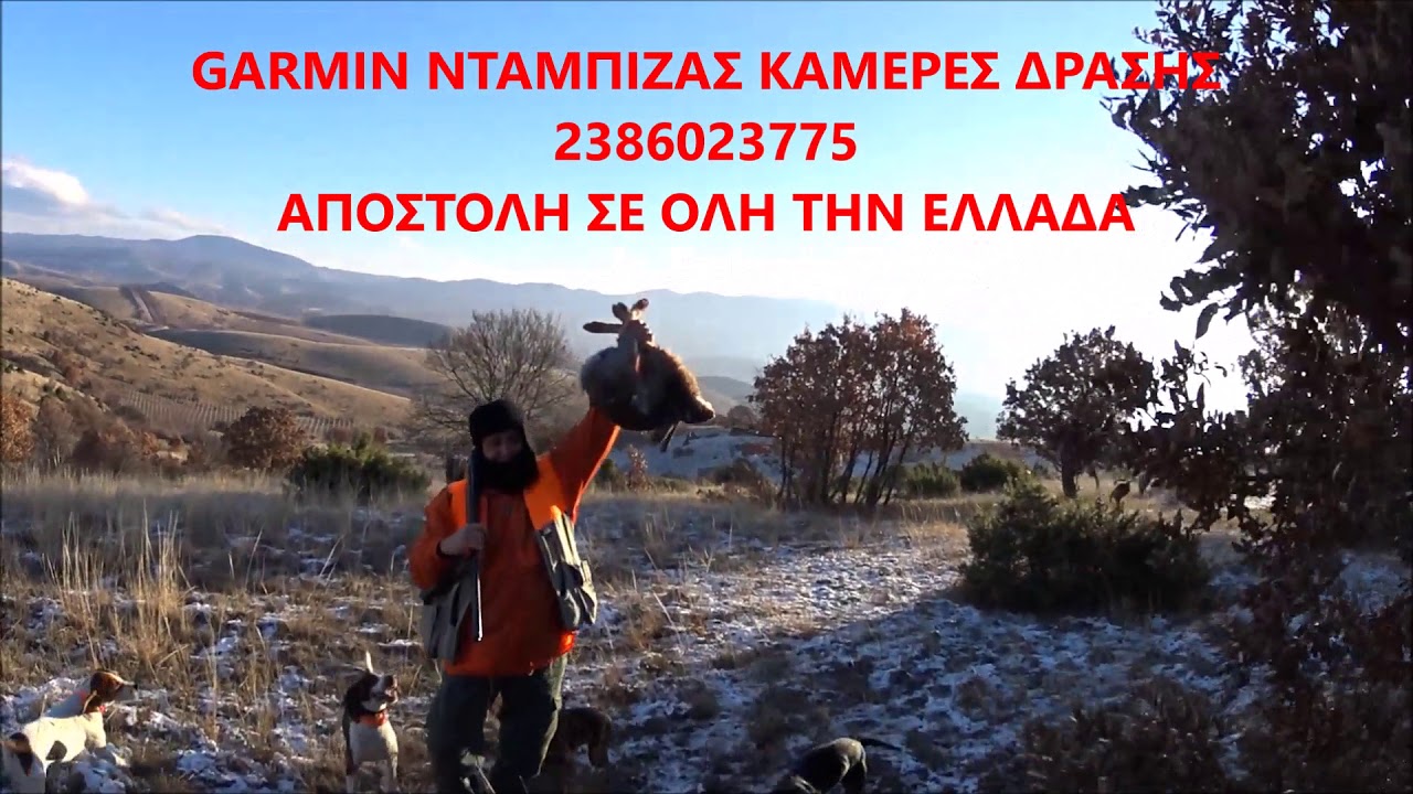 ΚΥΝΗΓΙ ΛΑΓΟΥ DABI 23 12 17 2 ΛΑΓΟΙ - YouTube