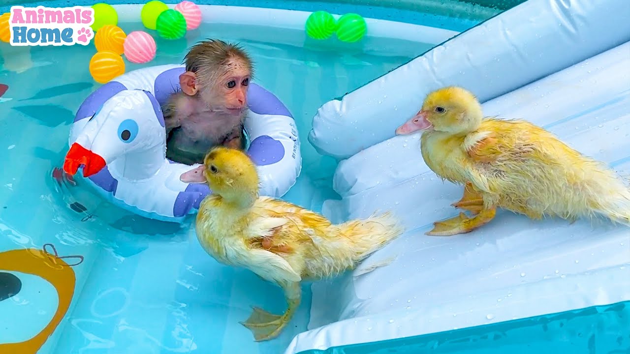 Ducklings with BiBi monkey in a water park rolling down the slide - YouTube