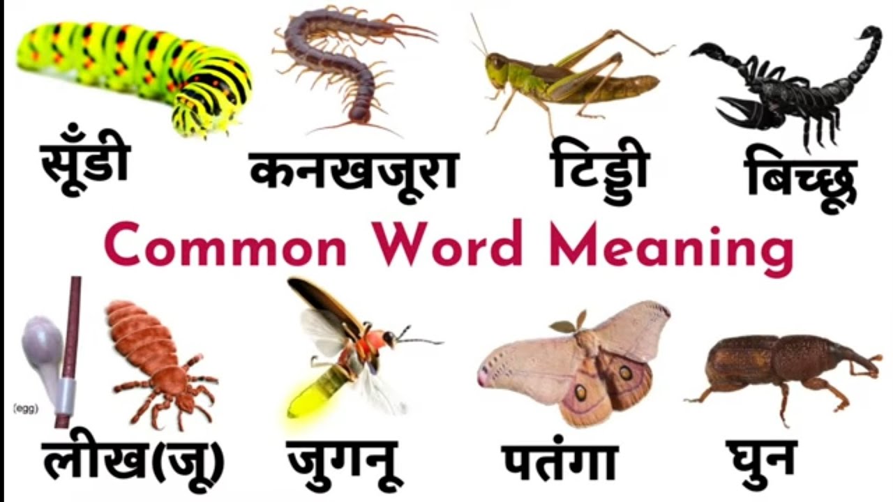 Words meaning vid- 135 by Deepak sir Swan Institute spoken English ...