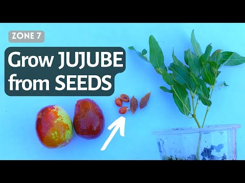 How To Plant Jujube From Seeds