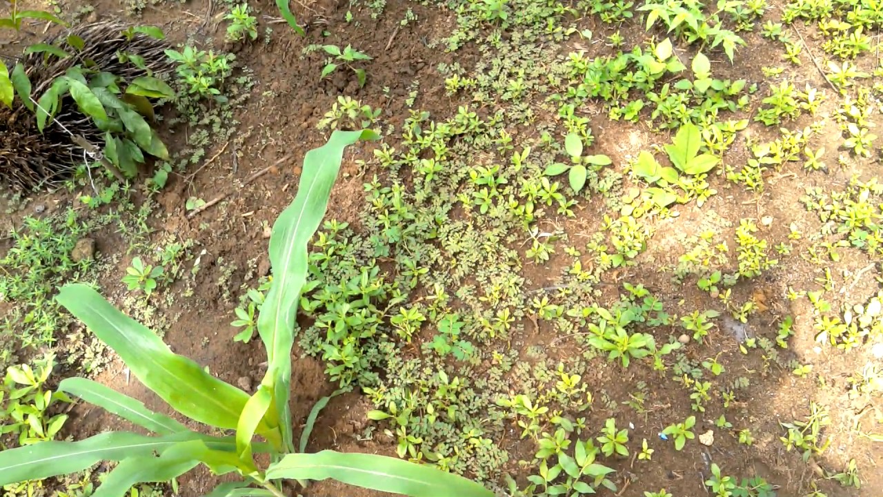 6GP (General Practice): GLOBALAID Education Series1: Farming(waterleaf ...