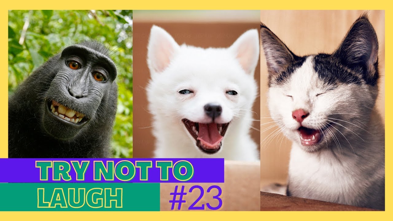 Funny and Cute Animal Videos 2022 😺🐶 Funny Cats and Dogs Compilation ...