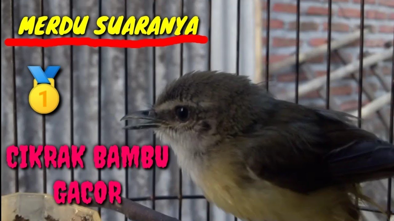 BURUNG CIKRAK BAMBU GACOR. - YouTube